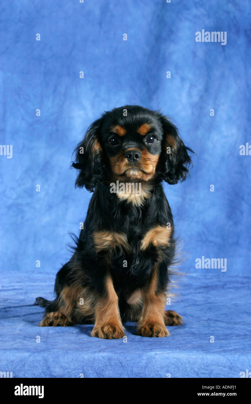 Cavalier King Charles Spaniel, puppy, 4 month, black-and-tan Stock ...