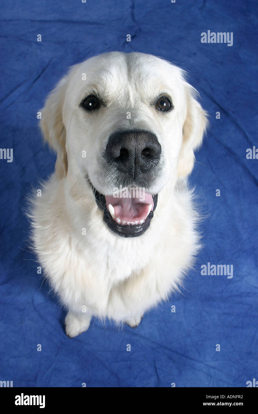 Vertical shot golden retriever hi-res stock photography and images - Alamy