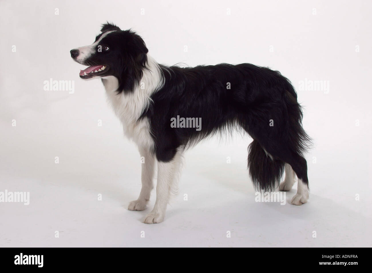 Border Collie side Stock Photo - Alamy