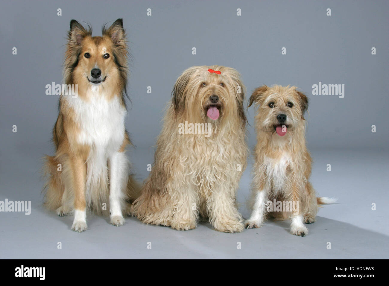 Sheltie Cocker Spaniel Mix Puppies
