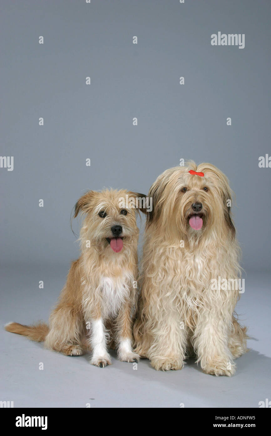 Mixed Breed Dogs Stock Photo - Alamy