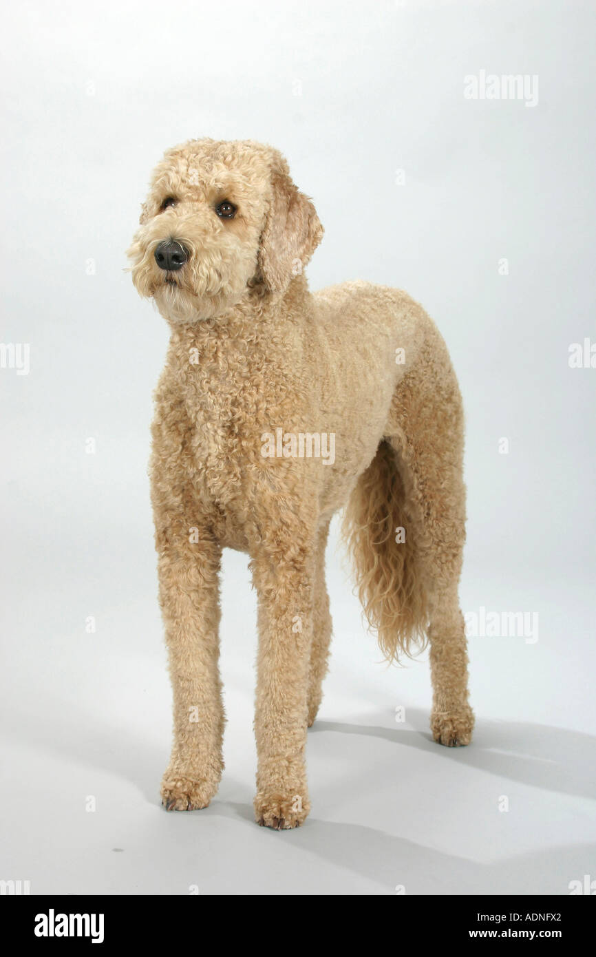 Standard Poodle, apricot, sheared Stock Photo - Alamy