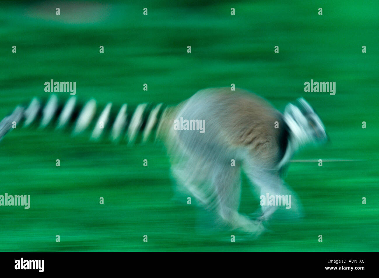 Madagascar ring tailed lemur running lemur hi-res stock photography and ...