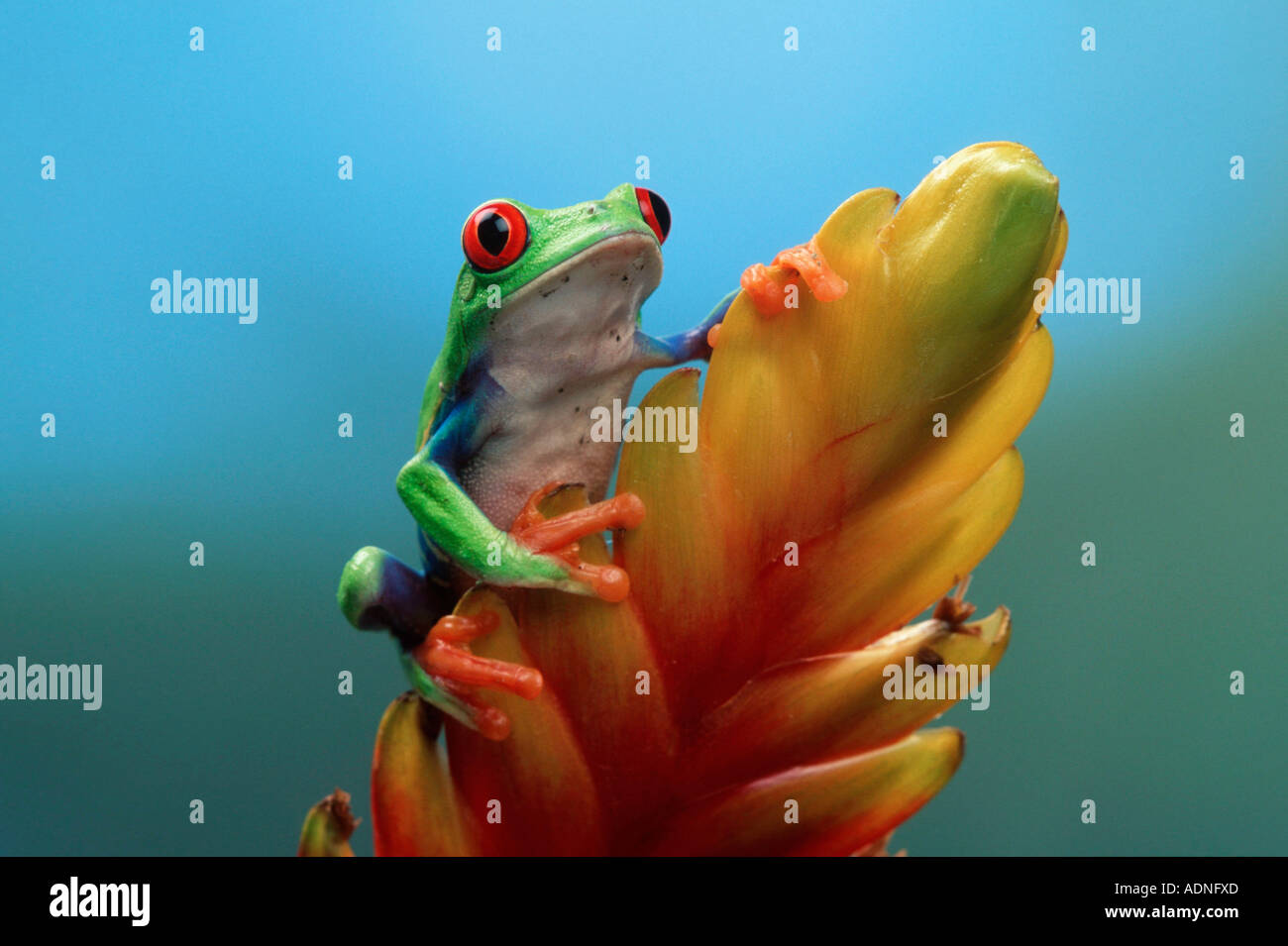Red-eyed Tree Frog, male (Agalychnis callidryas Stock Photo - Alamy