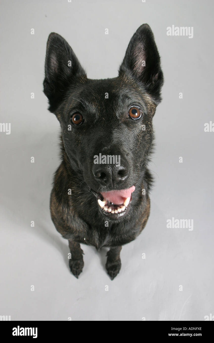 Dutch Shepherd Dog Hollandse Herder Stock Photo - Alamy