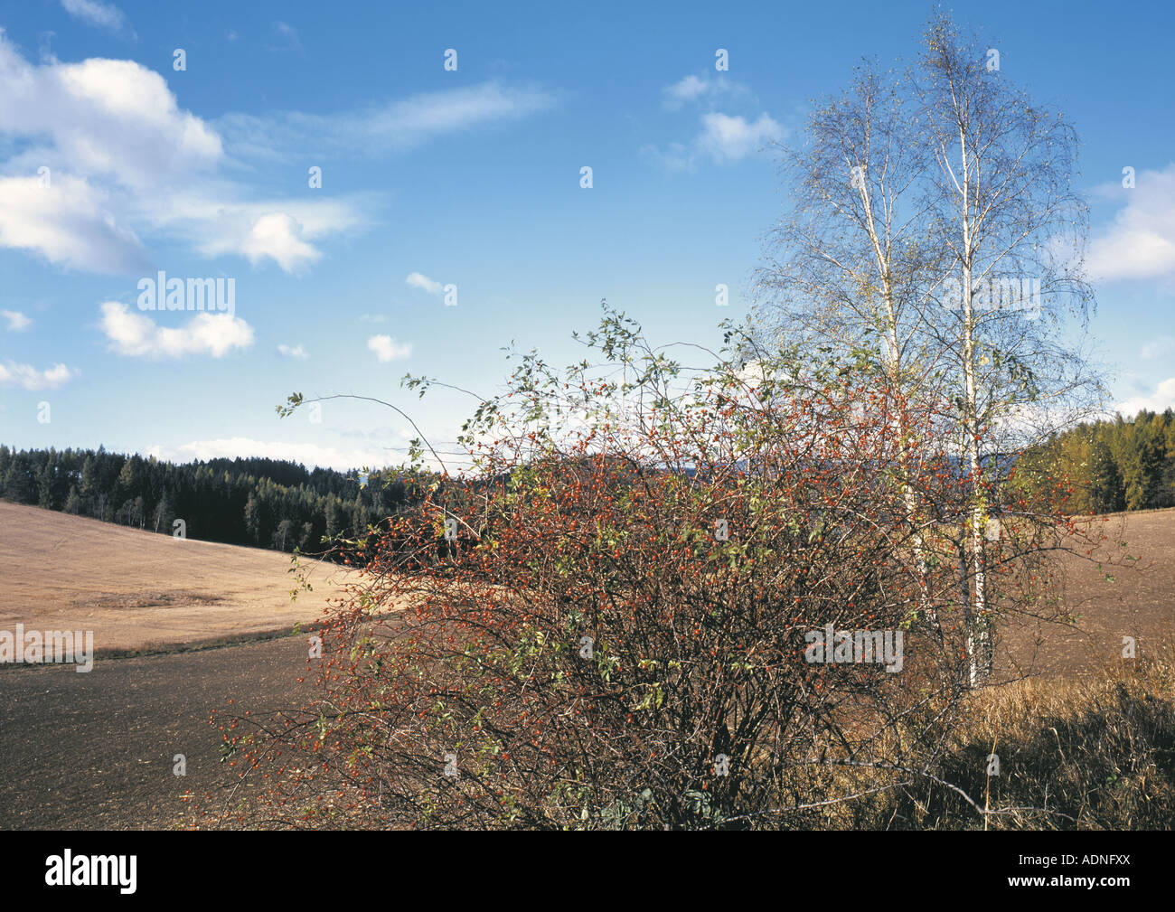 Brier trees hi-res stock photography and images - Alamy