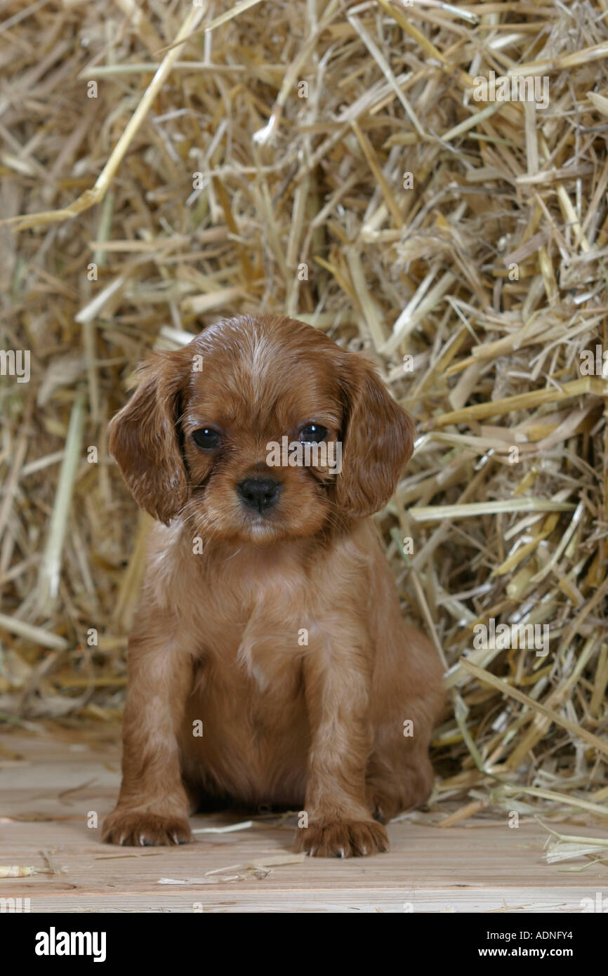 Cavalier King Charles Spaniel, ruby, puppy, 6 weeks Stock Photo - Alamy