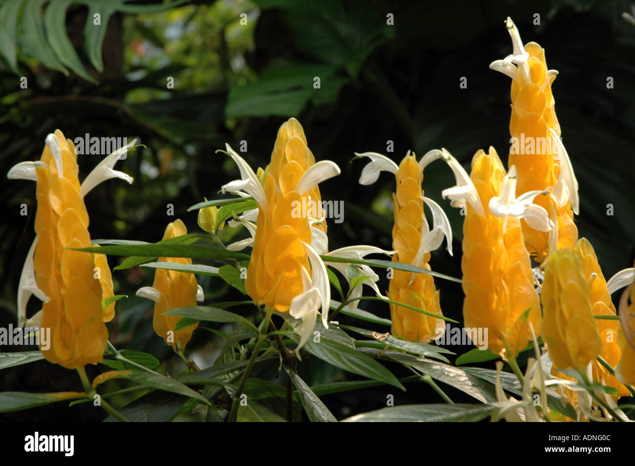 Pachystachys lutea Golden Shrimp Plant also called Golden Candle or ...