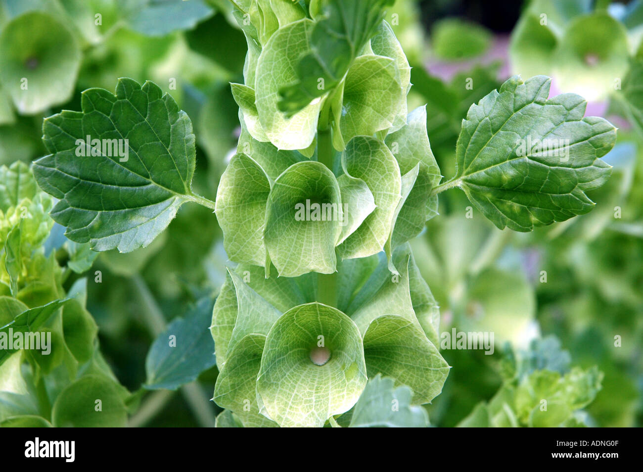 Molucella hi-res stock photography and images - Alamy