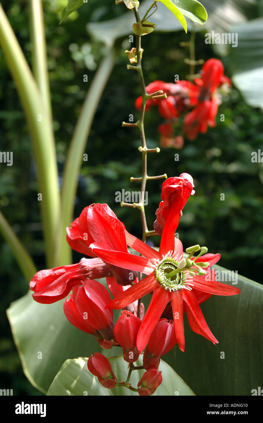 Passiflora racemosa Passion flower Stock Photo - Alamy