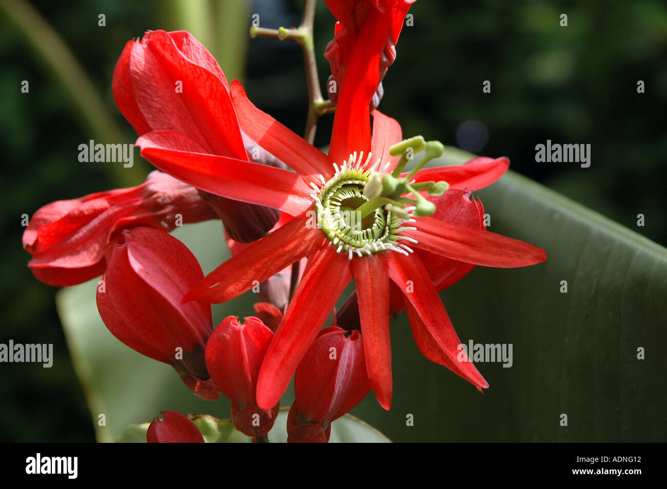 Passiflora racemosa Passion flower Stock Photo - Alamy