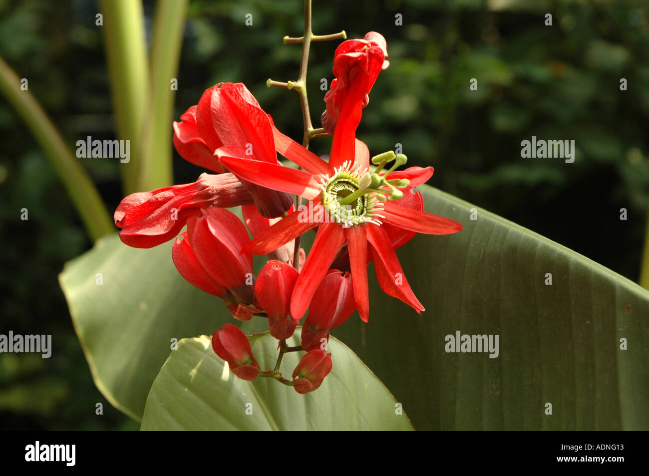 Passiflora racemosa hi-res stock photography and images - Alamy
