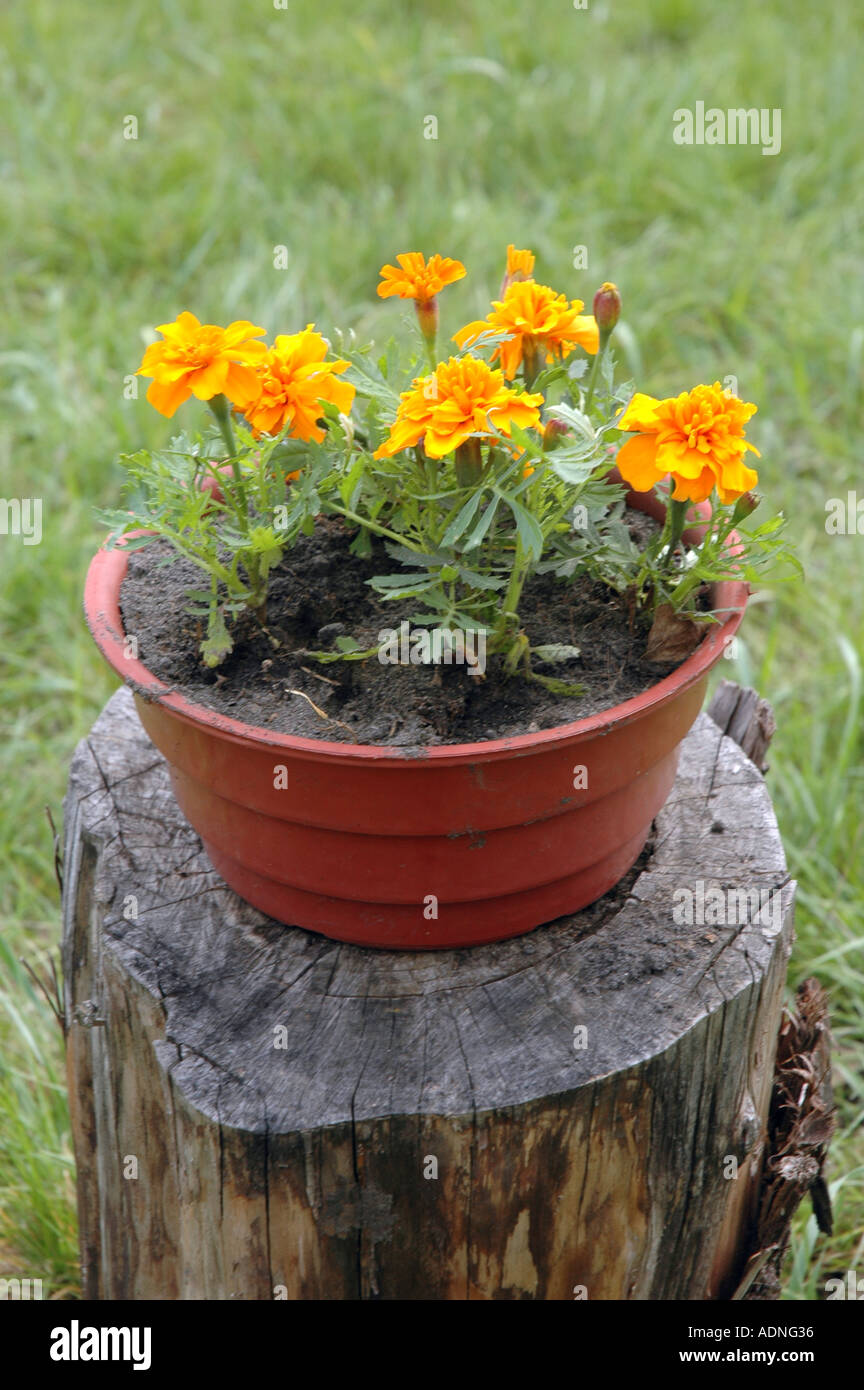 Marigold flowerpot hi-res stock photography and images - Alamy