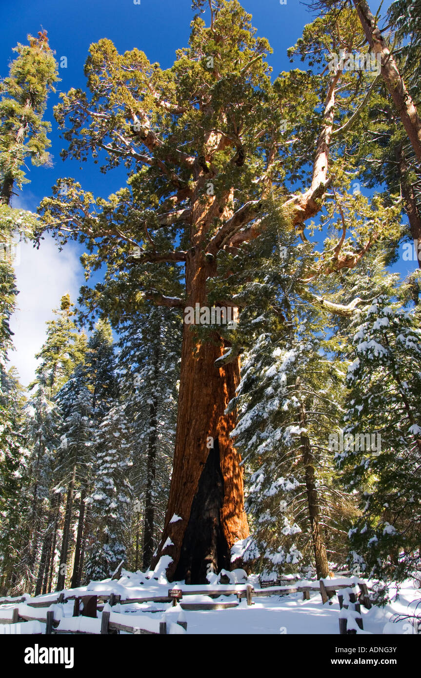 Giant sequoia snow grizzly hi-res stock photography and images - Alamy