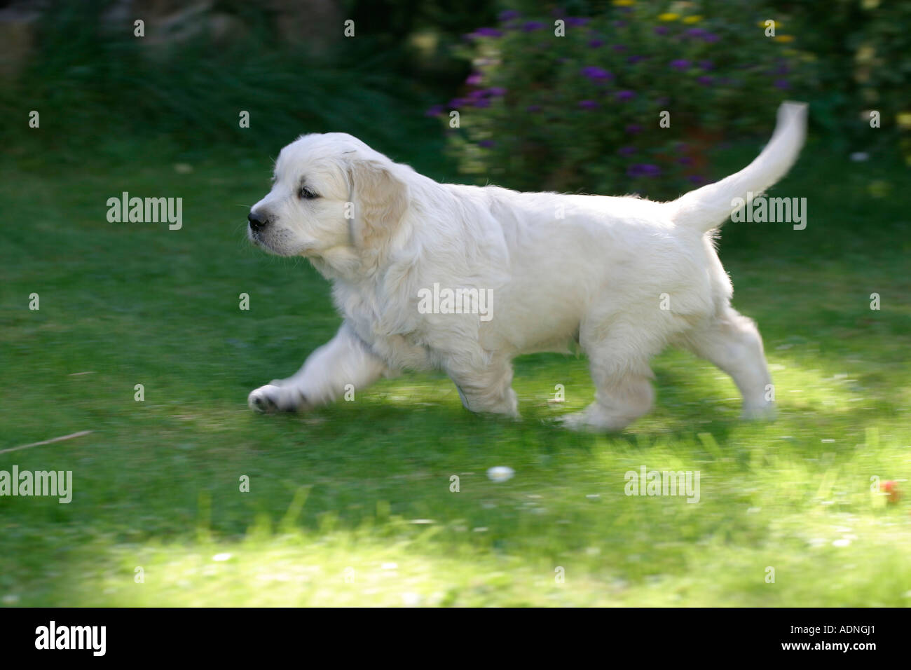 Golden Retriever, puppy, 7 weeks Stock Photo - Alamy