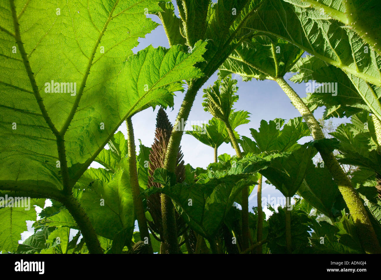 Gunera hi-res stock photography and images - Alamy