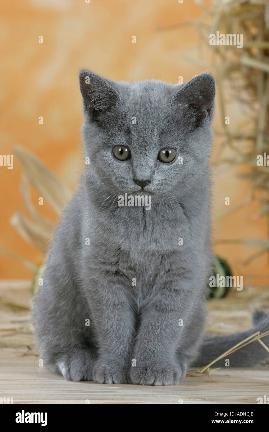 British Shorthair Cat, kitten, blue Stock Photo - Alamy