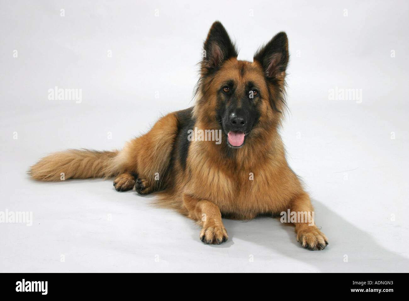 German Shepherd Alsatian Stock Photo - Alamy