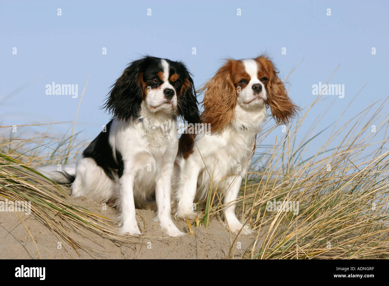 Cavalier King Charles Spaniel, Blenheim and tricolor Stock Photo - Alamy