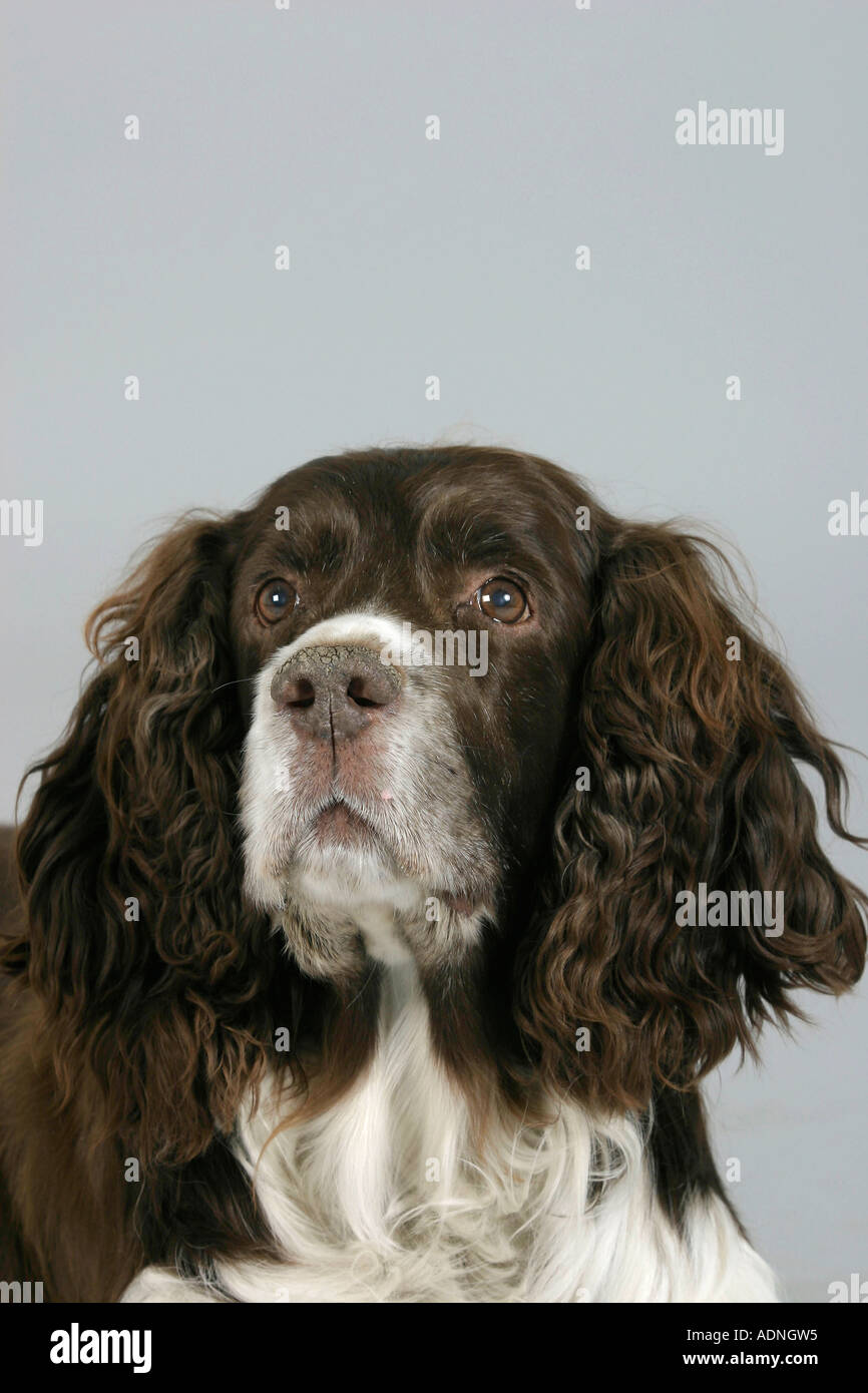 English Springer Spaniel old age Stock Photo - Alamy