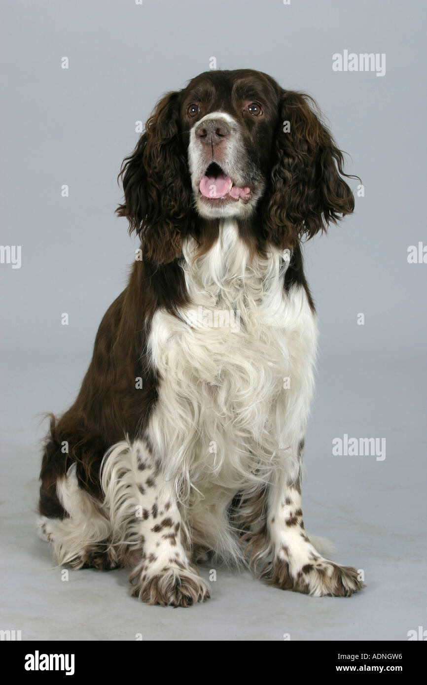 Springer spaniel cut hi-res stock photography and images - Alamy