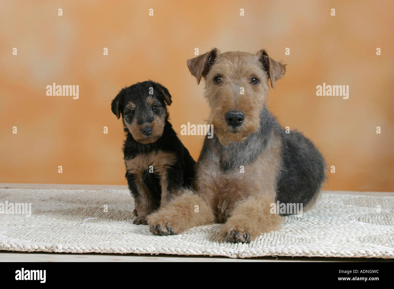Welsh terrier puppy hi-res stock photography and images - Alamy