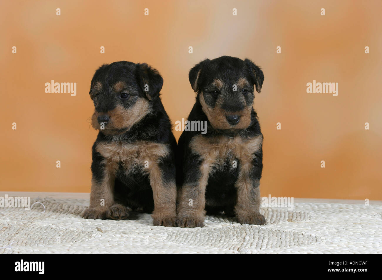 Welsh Terrier puppies puppy Stock Photo - Alamy