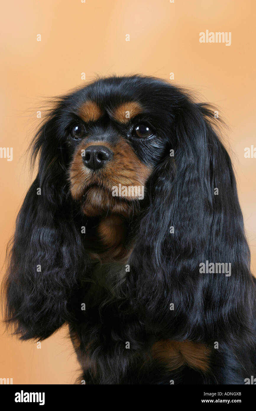 Cavalier King Charles Spaniel, black and tan Stock Photo - Alamy