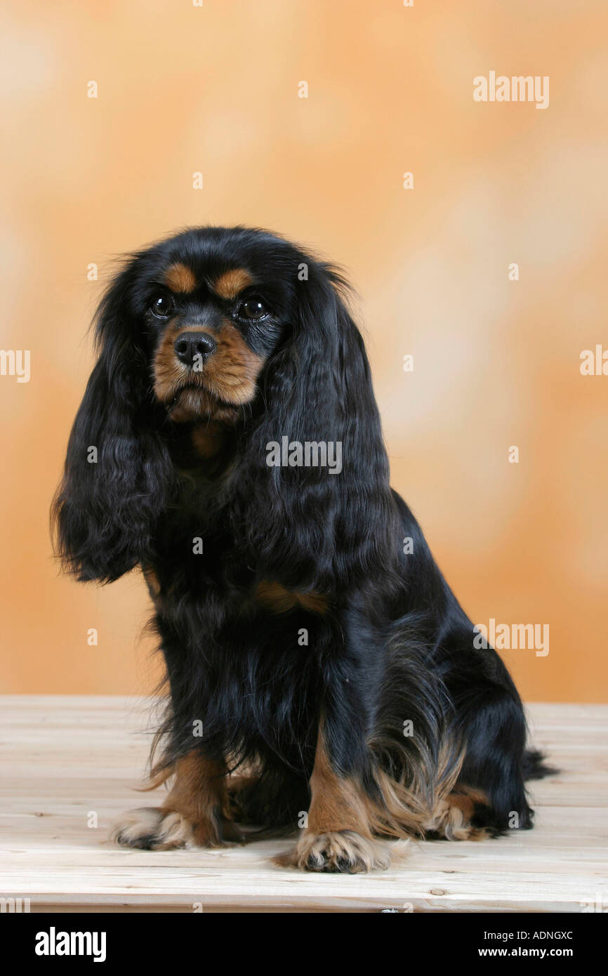 Black and tan spaniel hi-res stock photography and images - Alamy