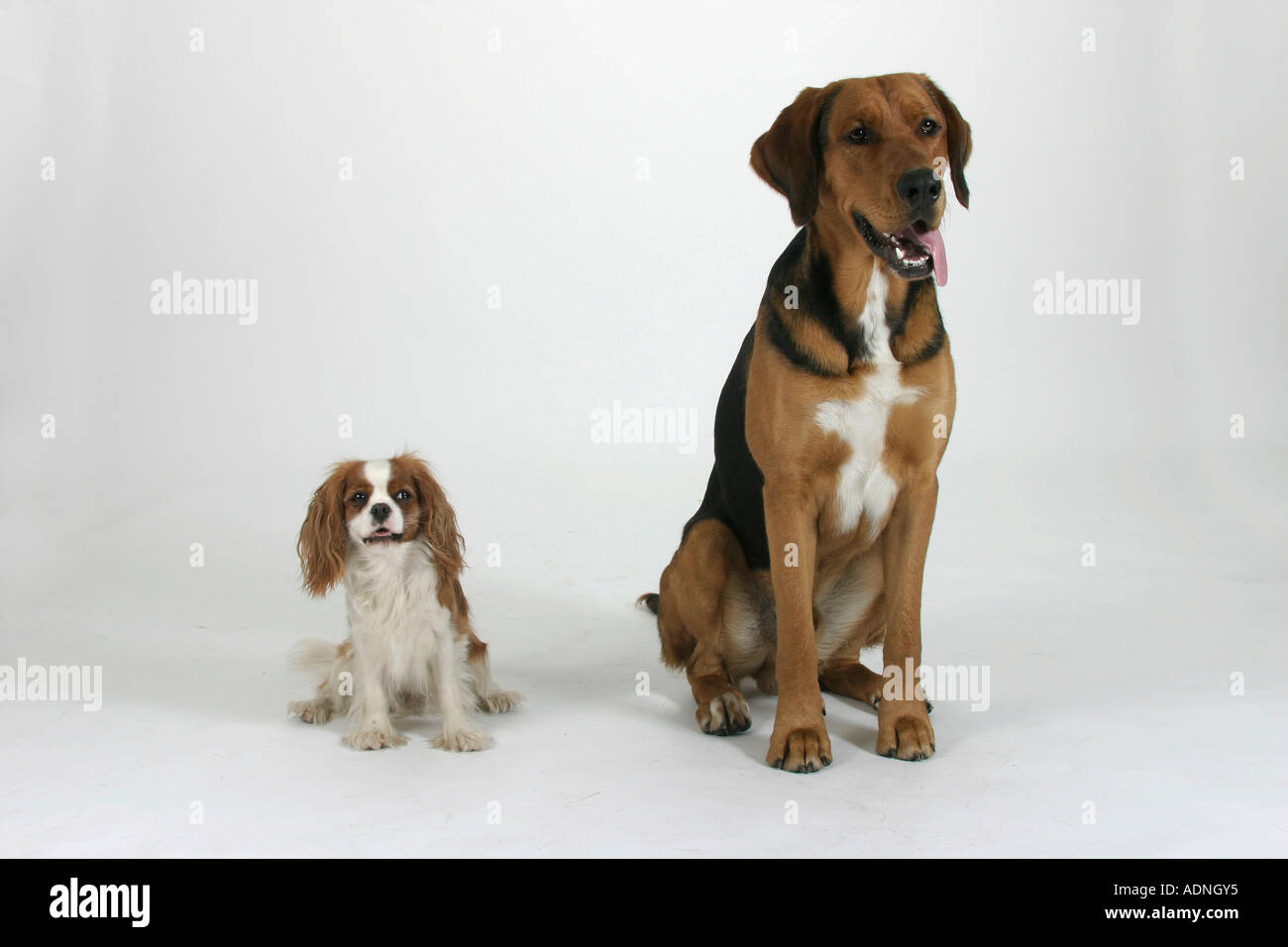 Mixed Breed Dog and Cavalier King Charles Spaniel Stock Photo - Alamy
