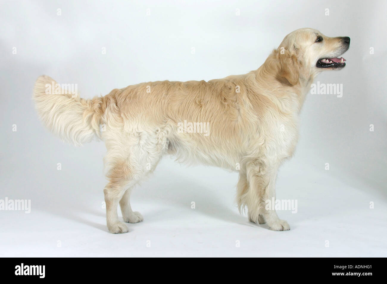 Golden retriever side hi-res stock photography and images - Alamy