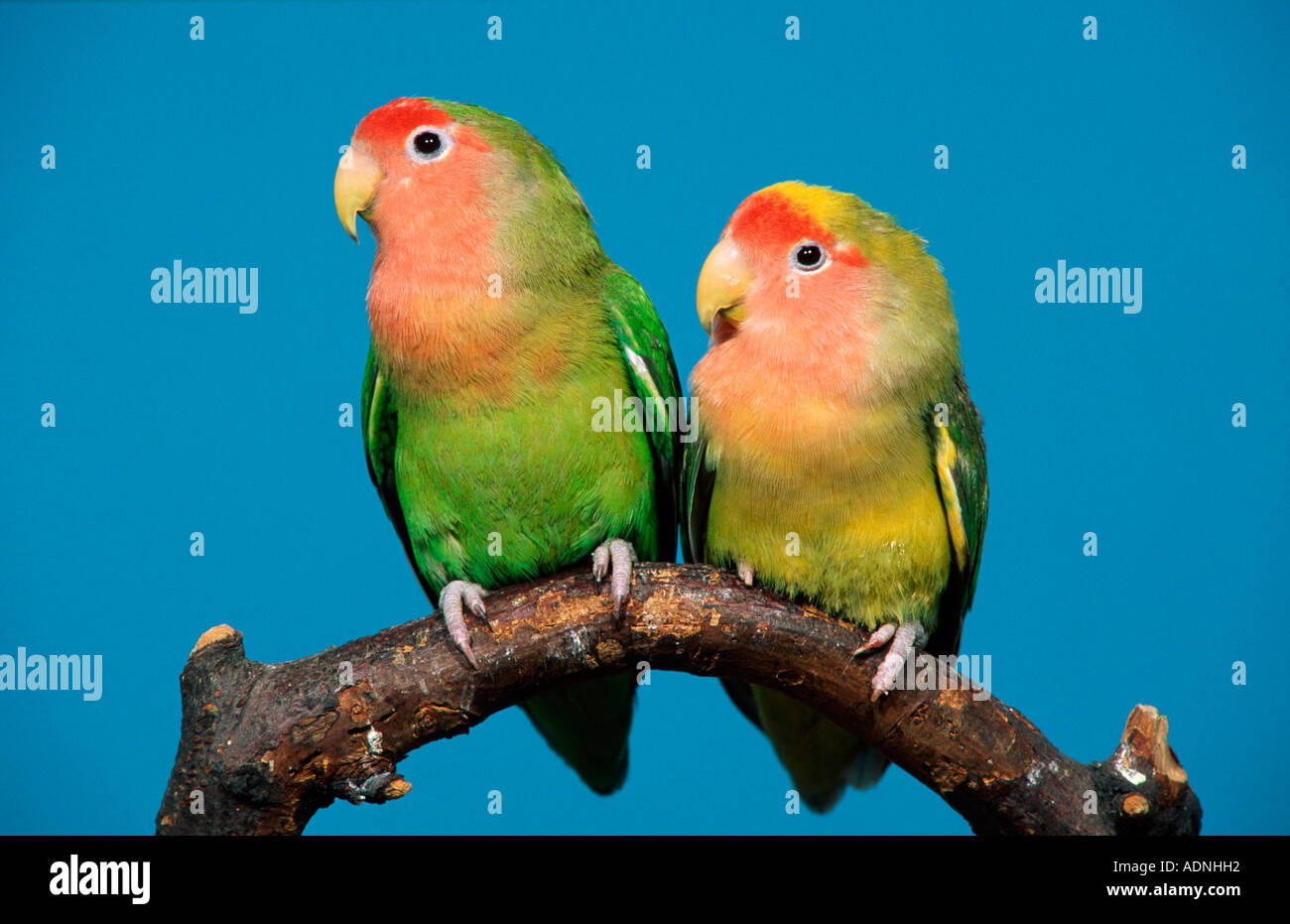 Two lovebirds hi-res stock photography and images - Alamy
