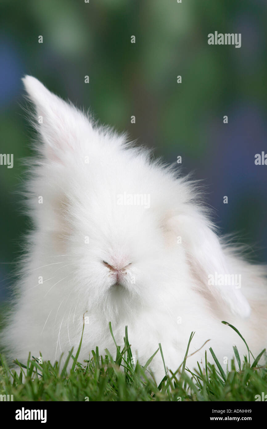 Young Teddy Lop-eared Rabbit, 5 weeks Stock Photo - Alamy