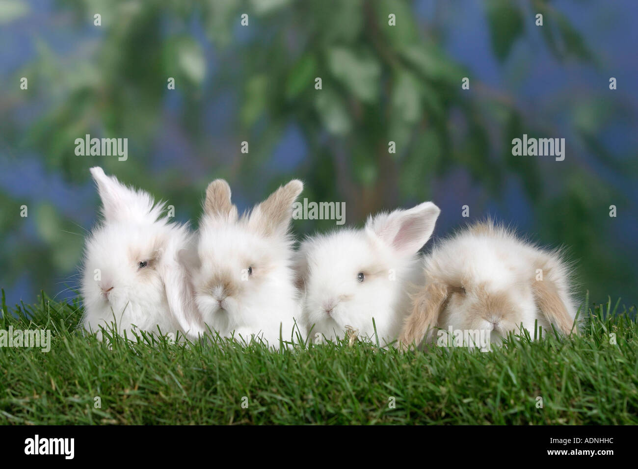 Young Teddy Lop-eared Rabbits, 5 weeks Stock Photo - Alamy
