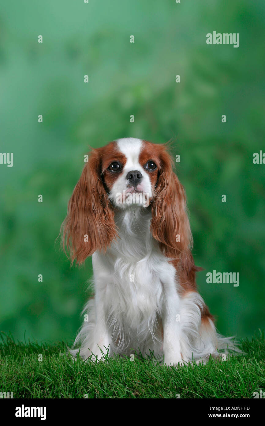 Cavalier King Charles Spaniel, Blenheim Stock Photo - Alamy