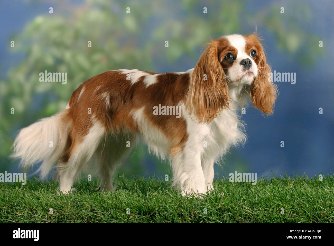Cavalier King Charles Spaniel, Blenheim side Stock Photo - Alamy