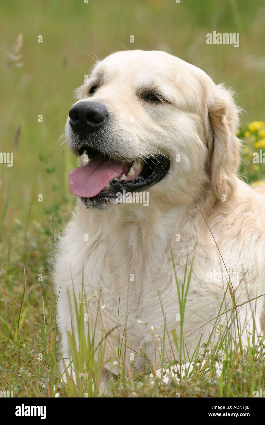 Vertical shot golden retriever hi-res stock photography and images - Alamy