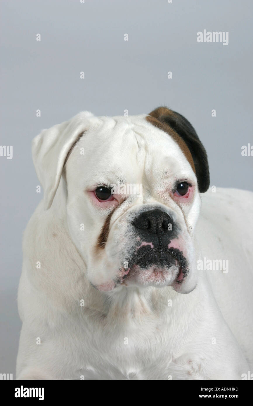 German Boxer, white Stock Photo - Alamy
