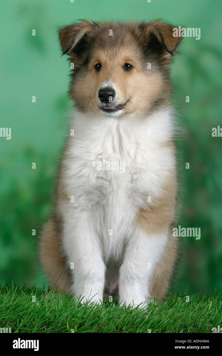 Rough Collie, puppy, 10 weeks Stock Photo - Alamy