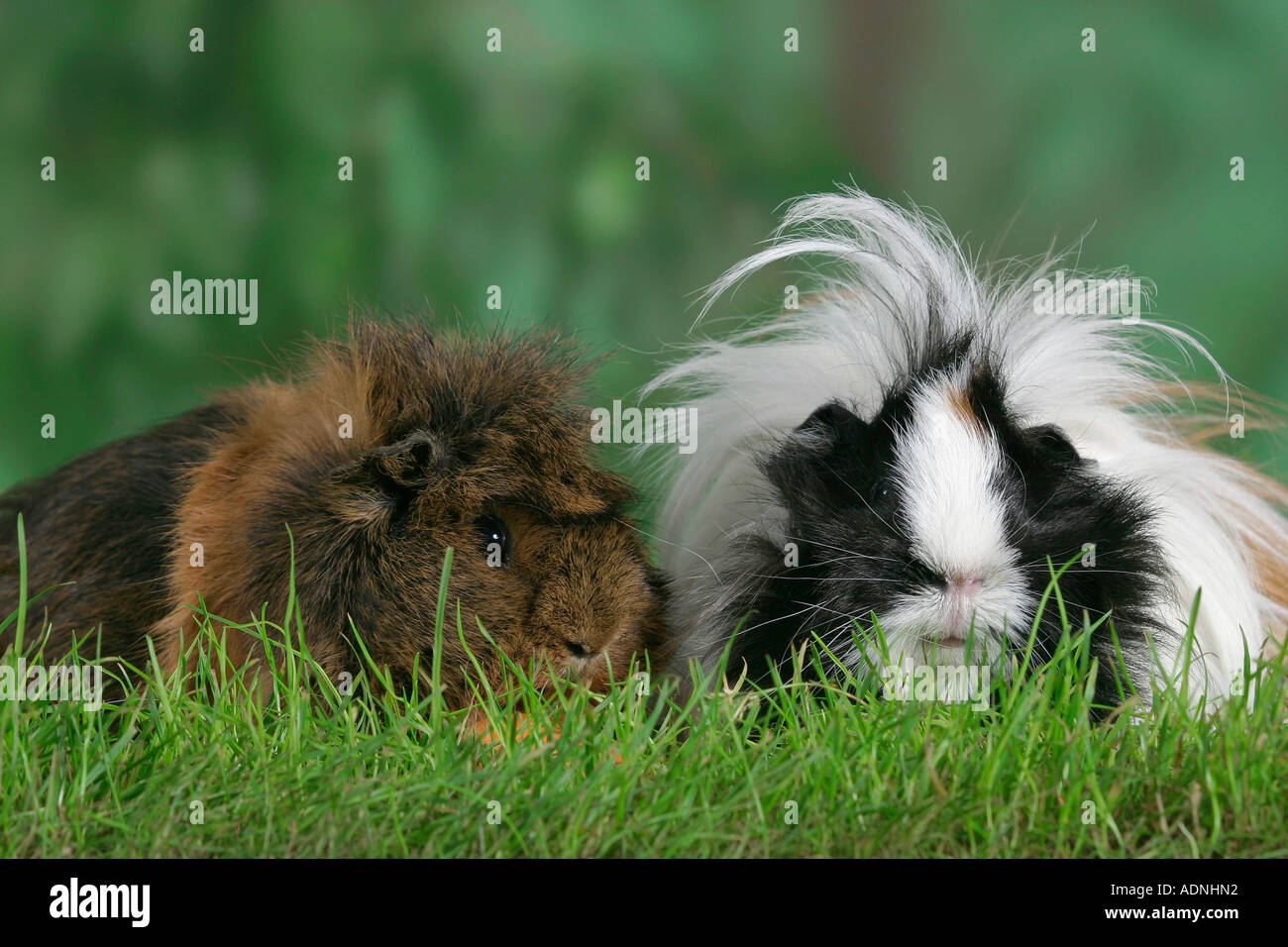 Abyssinian and Peruvian Guinea Pig Stock Photo - Alamy