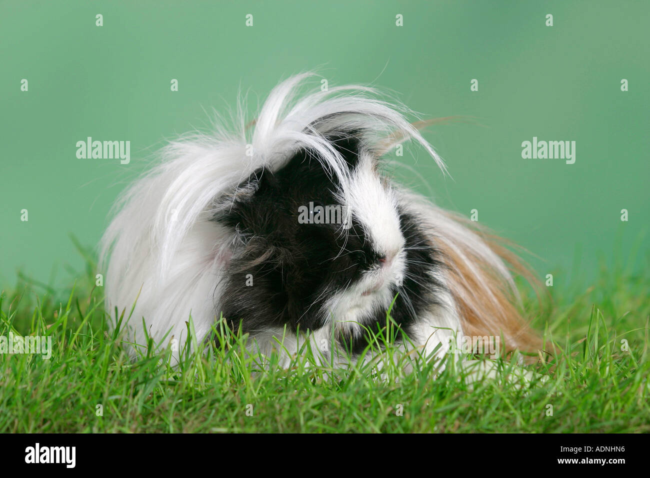 Peruvian Guinea Pig Stock Photo - Alamy
