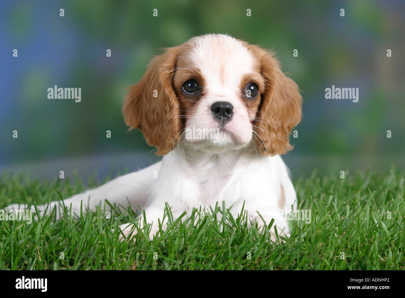 Cavalier King Charles Spaniel, puppy, 8 weeks, Blenheim Stock Photo - Alamy