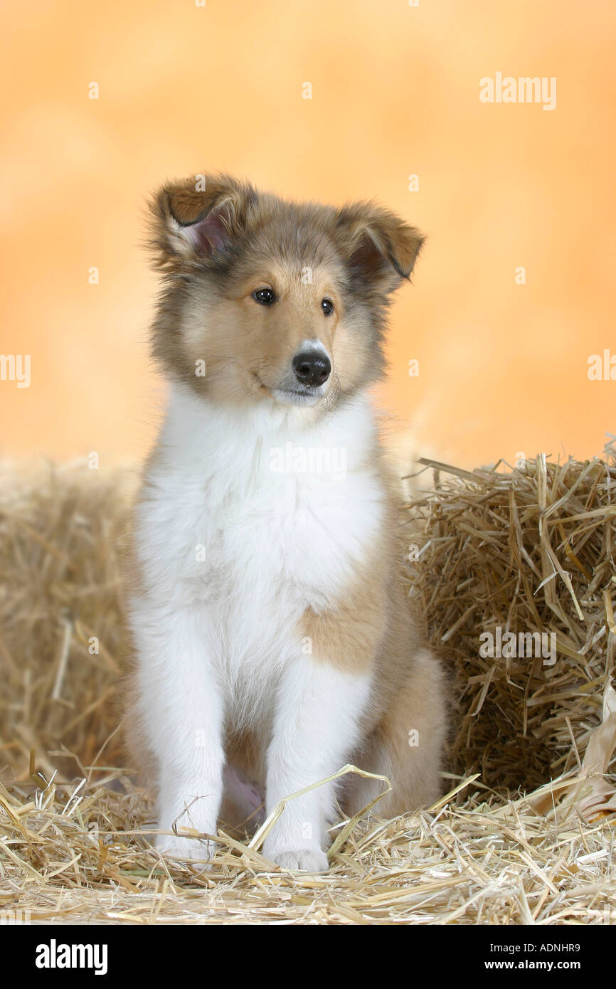 Rough collie puppies hi-res stock photography and images - Alamy