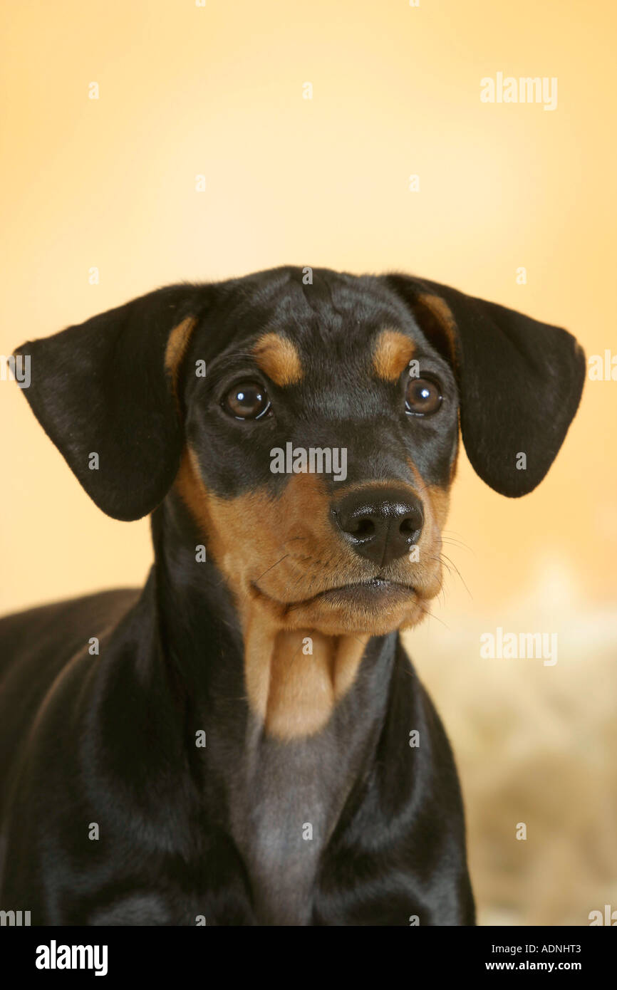 Red German Pinscher Puppies