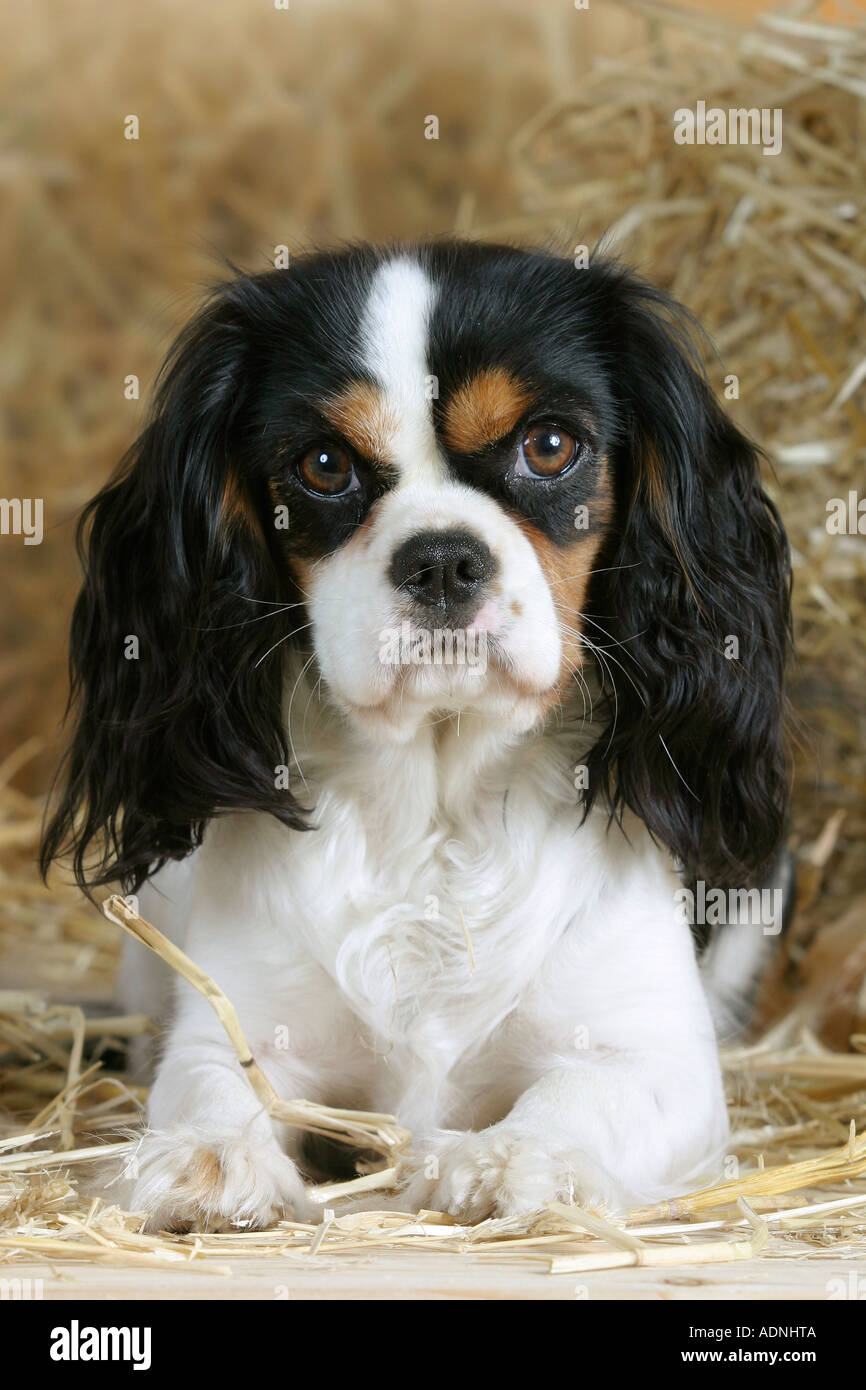 Cavalier King Charles Spaniel, tricolor Stock Photo - Alamy