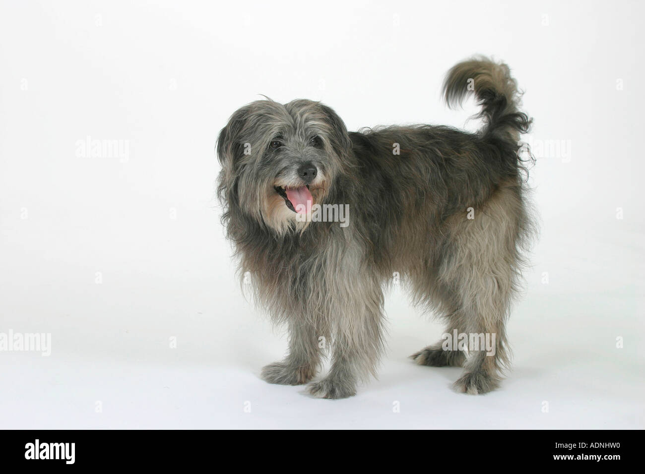 Pyrenean Shepherd Berger des Pyrenees, side Stock Photo - Alamy
