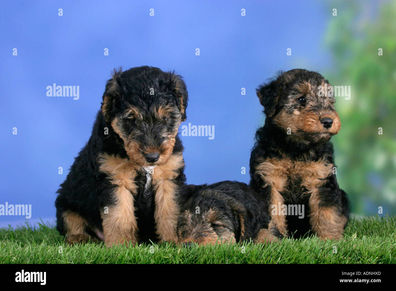 Welsh terrier puppies hi-res stock photography and images - Alamy