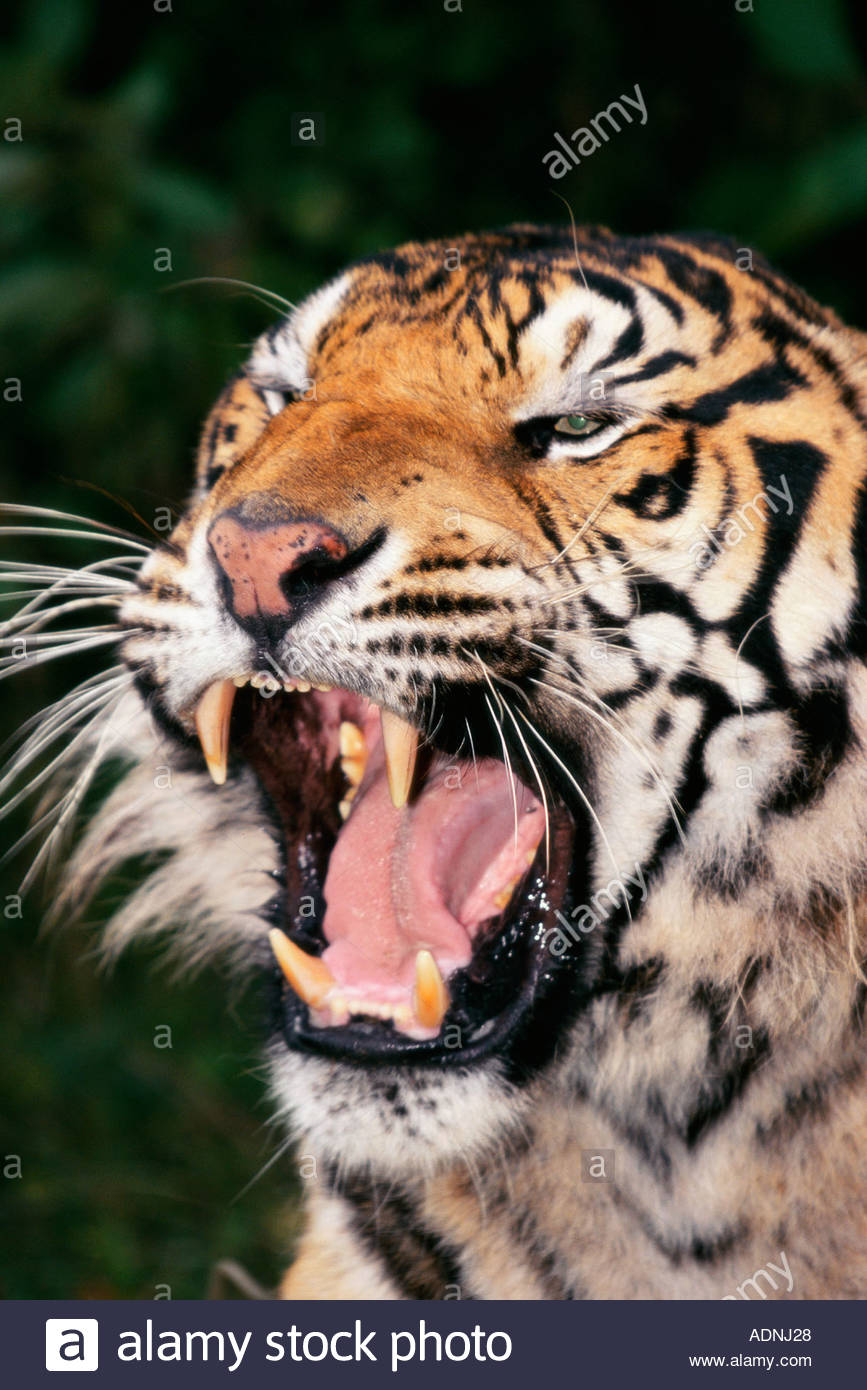 Bengal Tiger Snarling Stock Photos & Bengal Tiger Snarling Stock Images ...