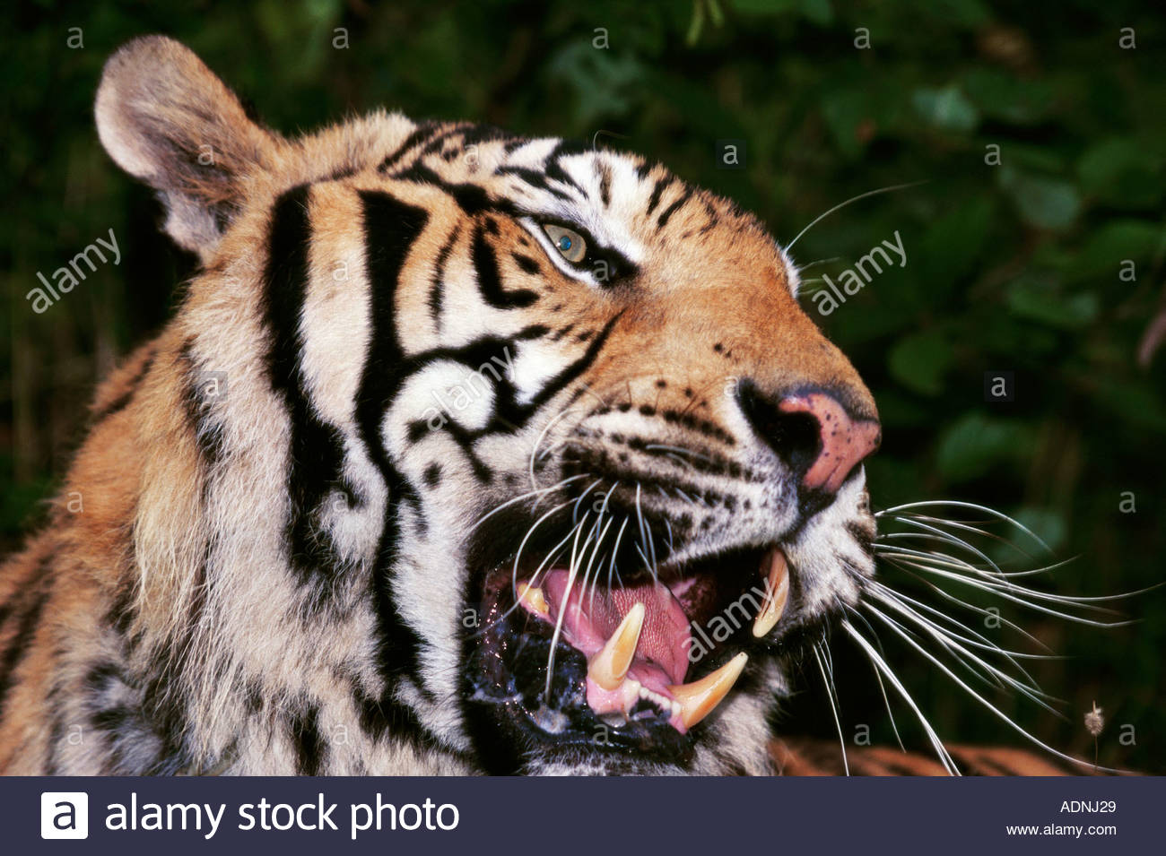 Bengal Tiger Snarling Stock Photos & Bengal Tiger Snarling Stock Images ...