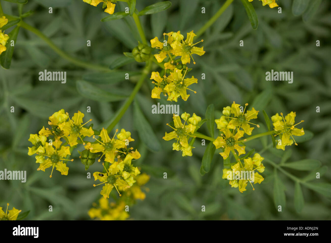 Common rue Ruta graveolens South Europe and gardens Stock Photo - Alamy